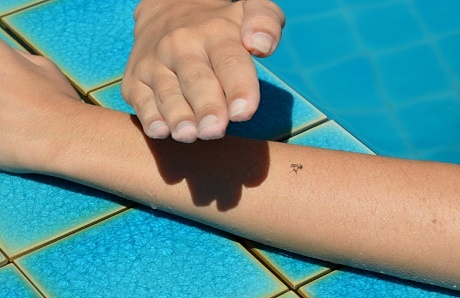 10 Ways to Protect Your Pool & Backyard from Mosquitoes